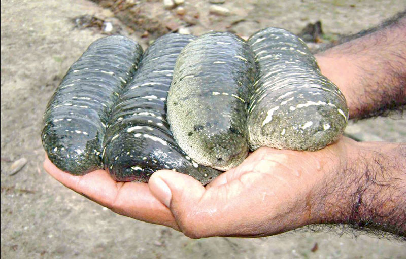 චීන ජාතිකයෝ පුනරීන් මුහුදු කැකිරි හා කූඩැල්ලෝ අල්ලති. මෙරට ධීවරයන්ට ...