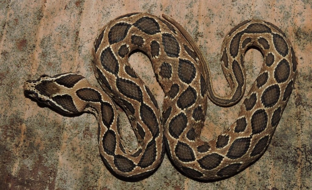 දෂ්ඨ කළේ පිඹුරකු යැයි සිතා නිවසට වී සිටි සිව්දරු පියා මියගිහින් - Rata.lk